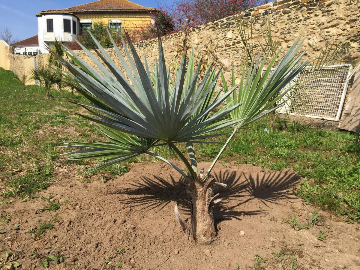 Brahea 'Super Silver' just planted - DISCUSSING PALM TREES WORLDWIDE ...