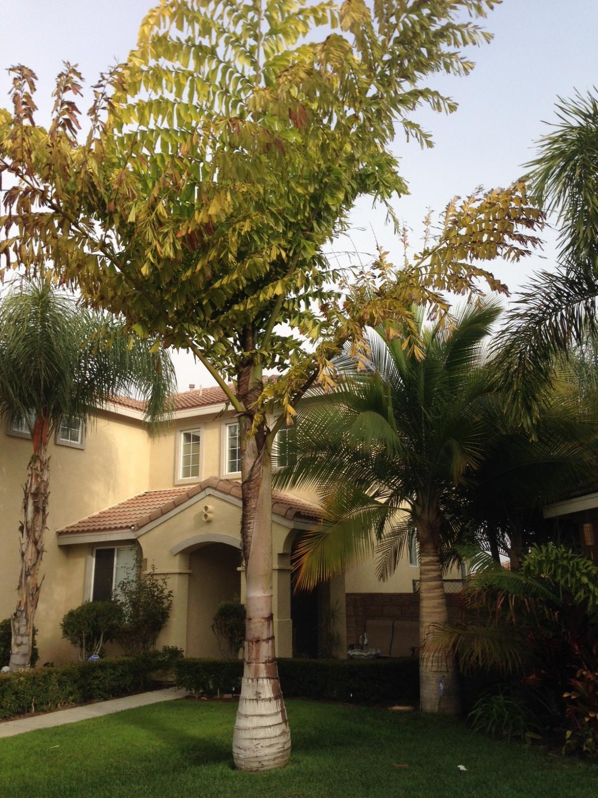 which Lutz palm spike for this Caryota? - DISCUSSING PALM TREES ...