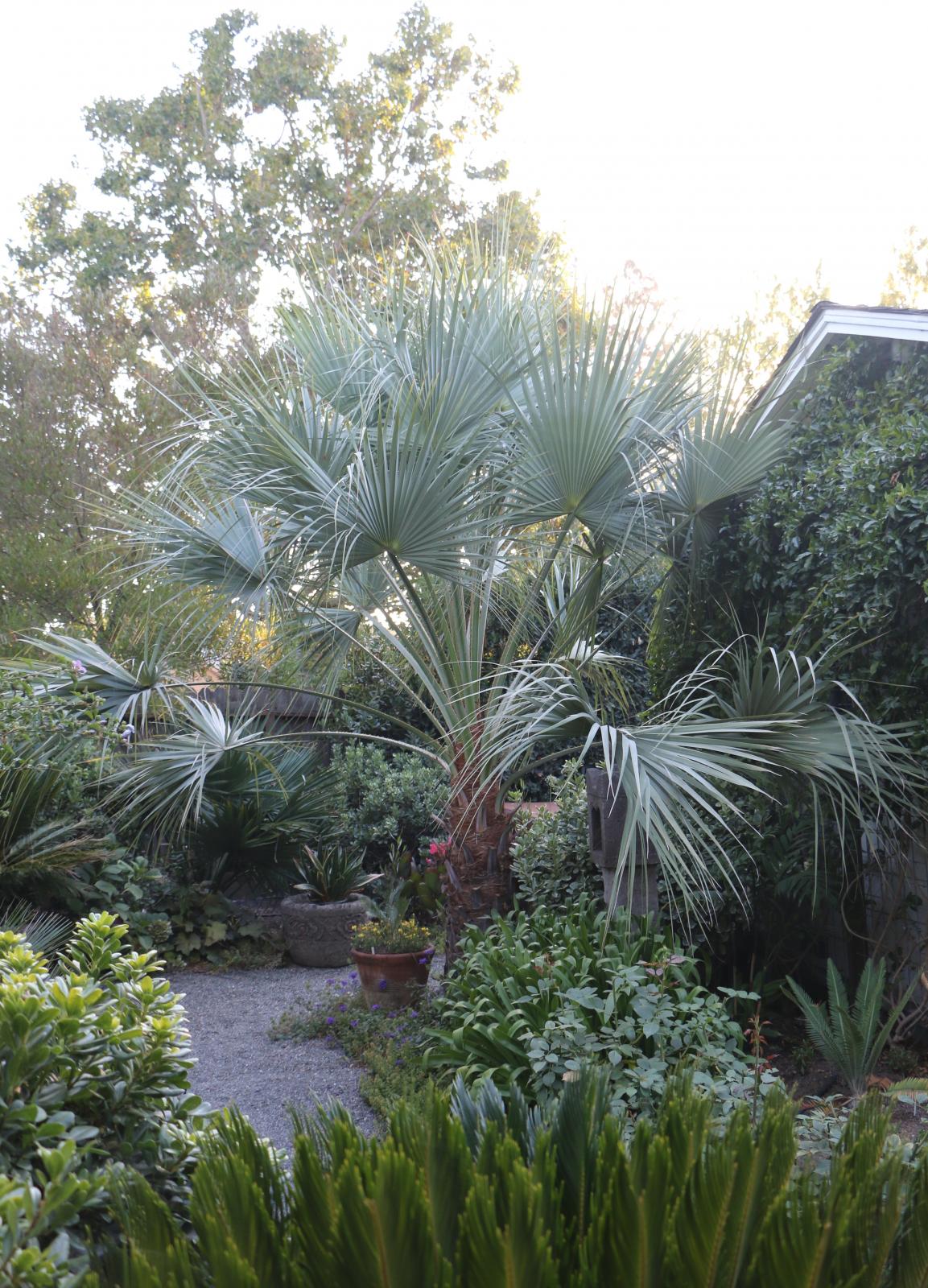 one year Brahea Clara growth - DISCUSSING PALM TREES WORLDWIDE - PalmTalk