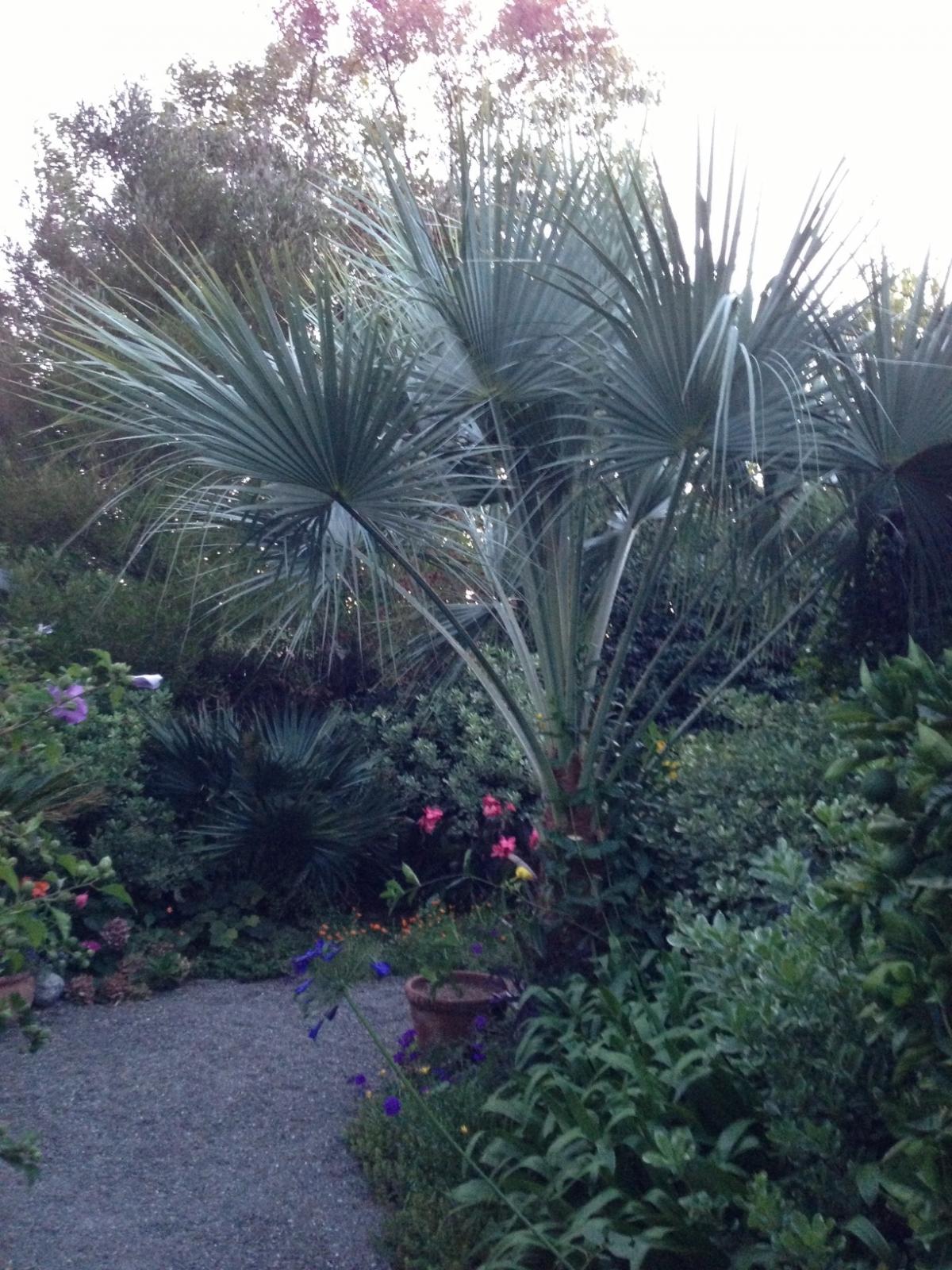 one year Brahea Clara growth - DISCUSSING PALM TREES WORLDWIDE - PalmTalk