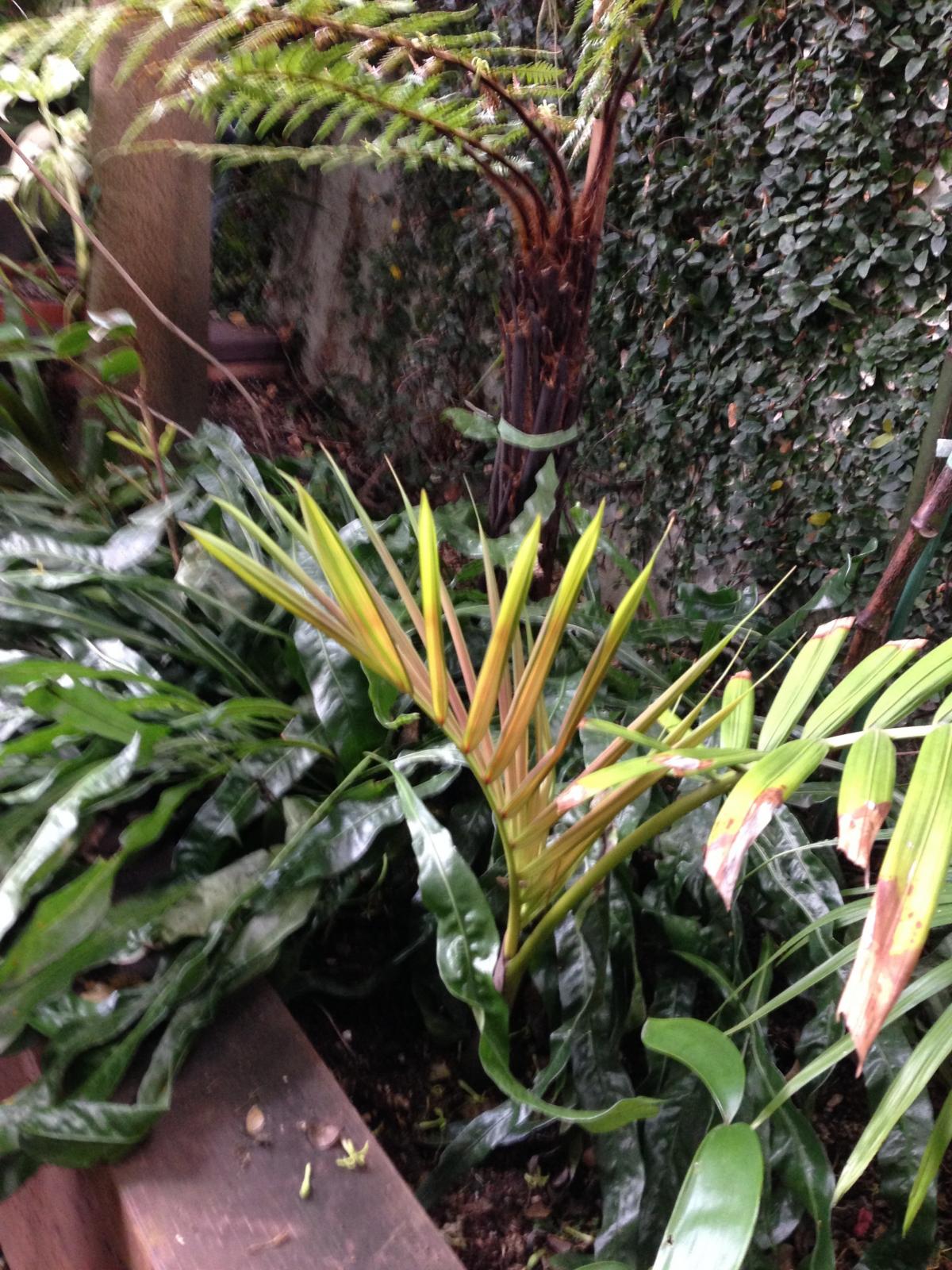 this slug has finally started to show some color - DISCUSSING PALM ...