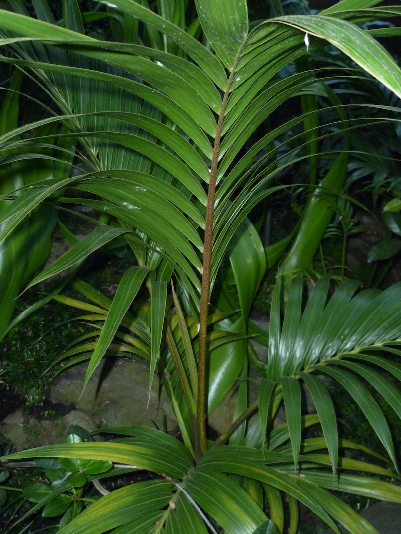 Leppidorachis mooreana - DISCUSSING PALM TREES WORLDWIDE - PalmTalk
