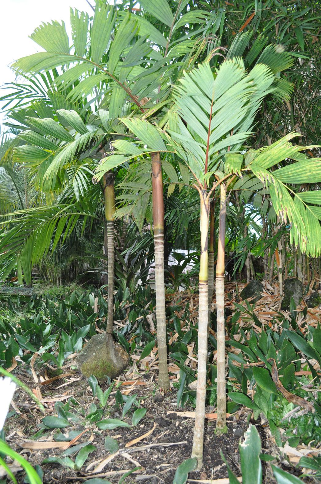 Pinanga maculata - Updated Photos Requested by Pedro 65 - DISCUSSING ...