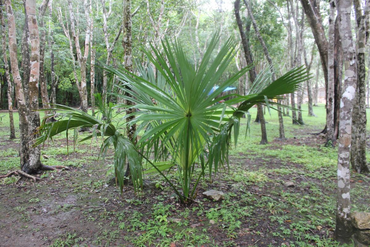 Sabal mauritiiformis and Sabal yapa in habitat (with ancient Mayan ...
