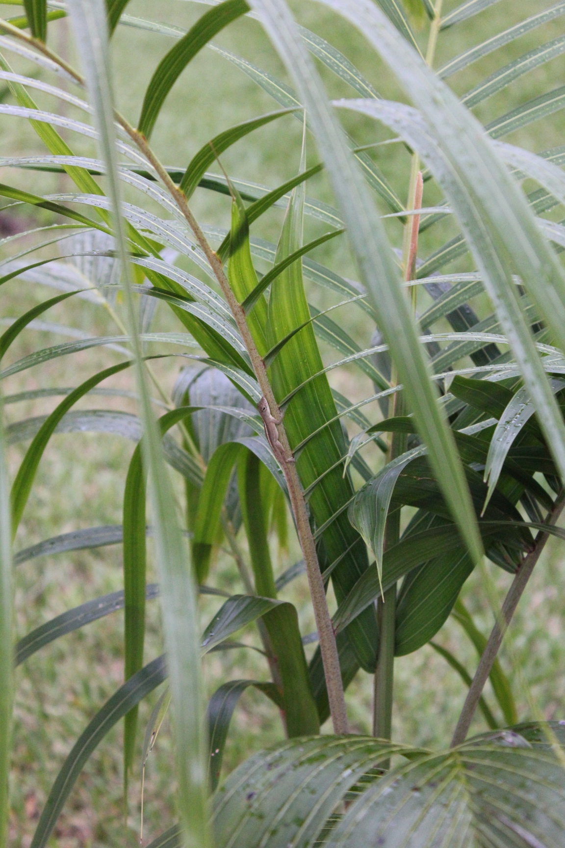Lizards and palms gallery - DISCUSSING PALM TREES WORLDWIDE - PalmTalk