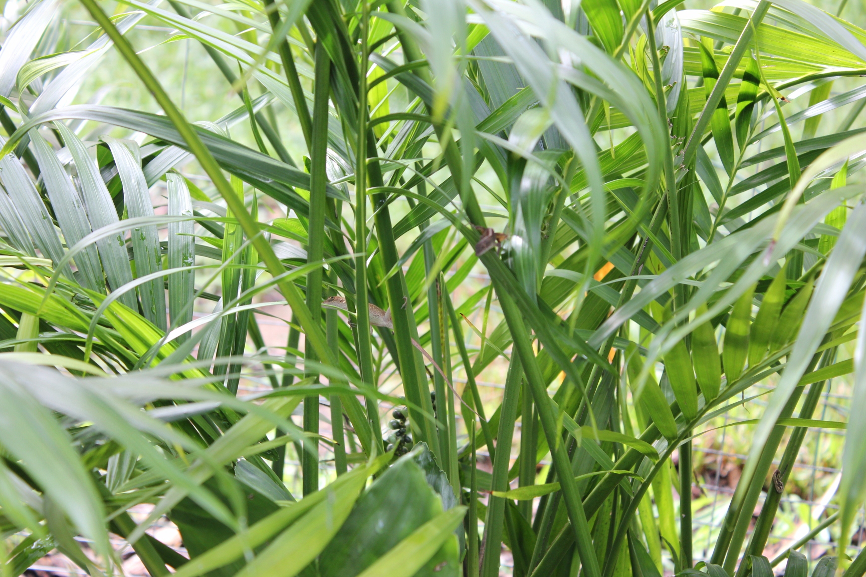 Lizards and palms gallery - DISCUSSING PALM TREES WORLDWIDE - PalmTalk