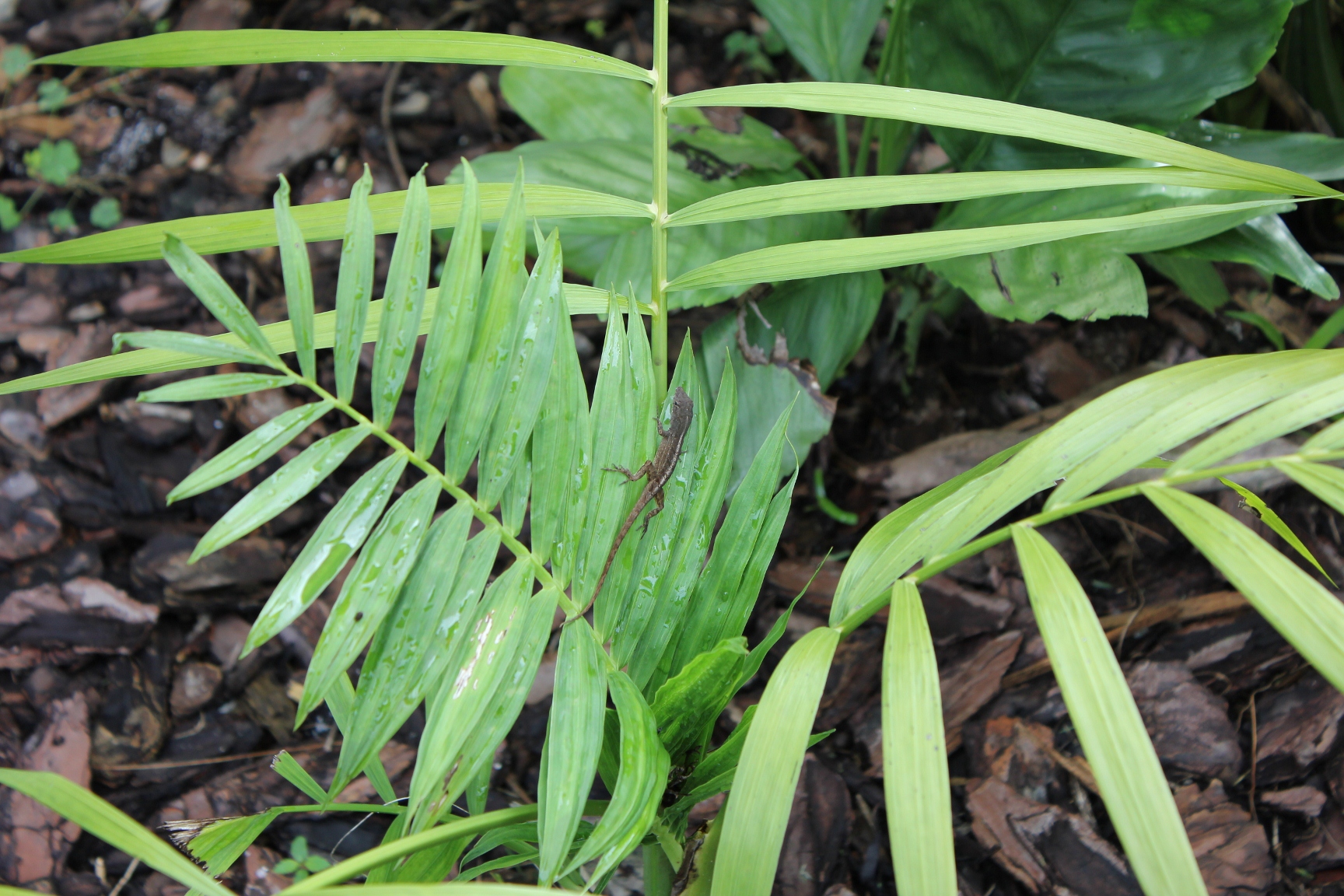 Lizards and palms gallery - DISCUSSING PALM TREES WORLDWIDE - PalmTalk