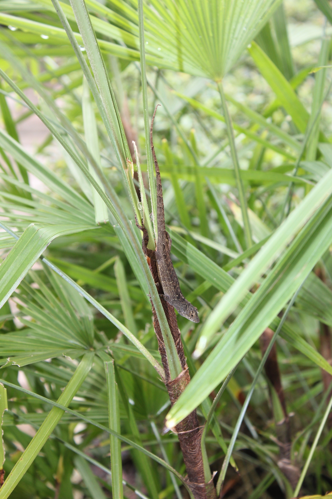 Lizards and palms gallery - DISCUSSING PALM TREES WORLDWIDE - PalmTalk