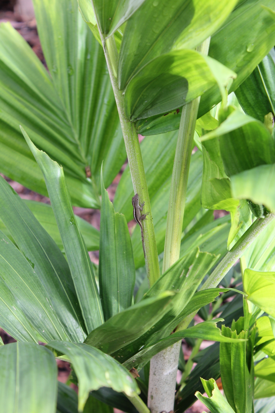 Lizards and palms gallery - DISCUSSING PALM TREES WORLDWIDE - PalmTalk