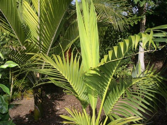 Pics from the garden - DISCUSSING PALM TREES WORLDWIDE - PalmTalk