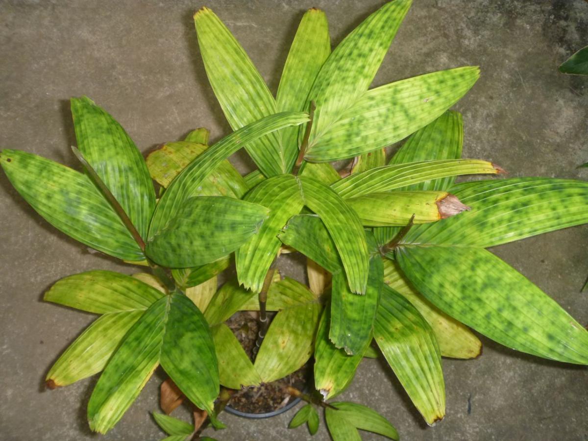 Pinanga disticha flowering - DISCUSSING PALM TREES WORLDWIDE - PalmTalk