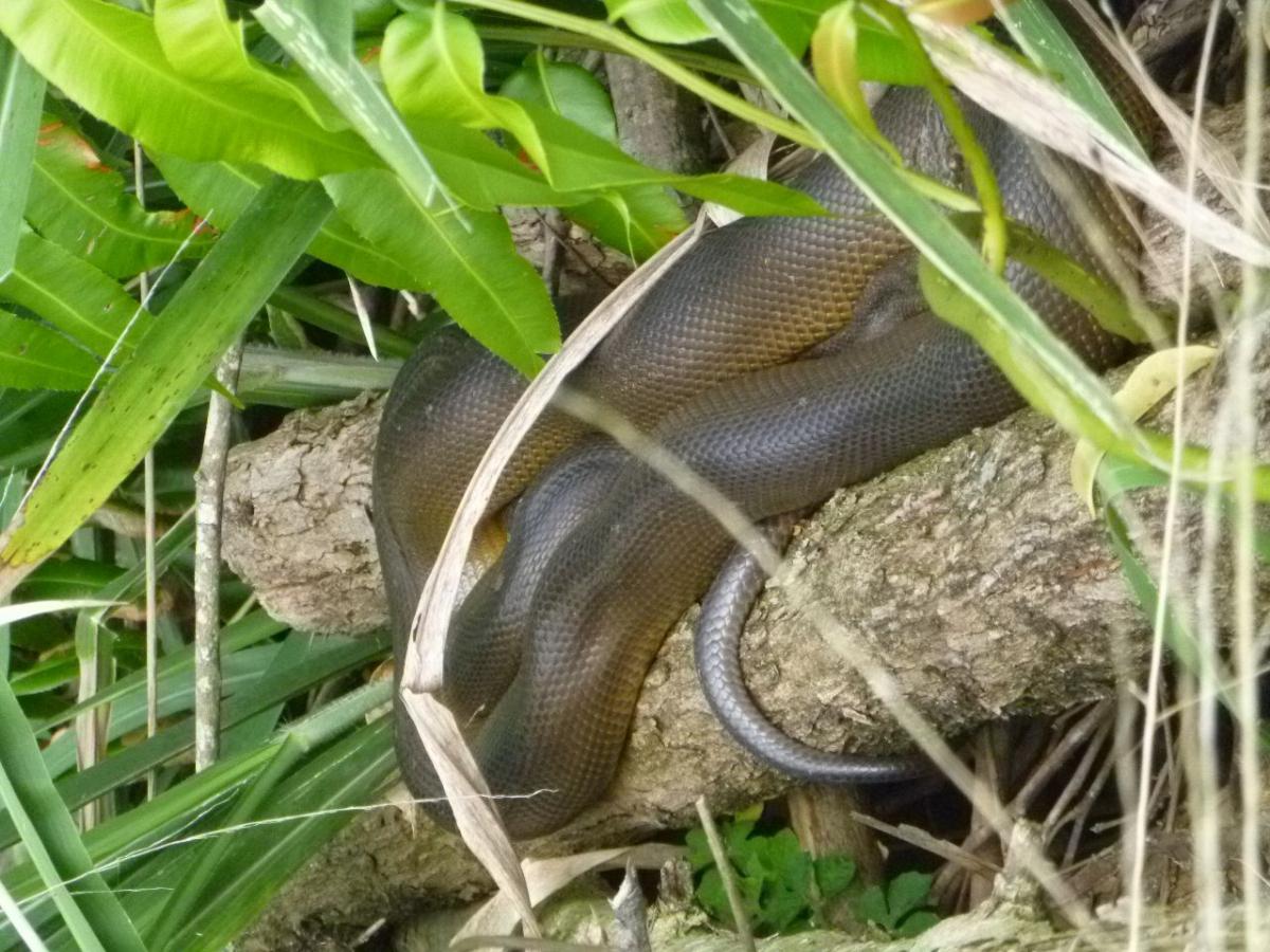 Python in Bizzie - DISCUSSING PALM TREES WORLDWIDE - PalmTalk