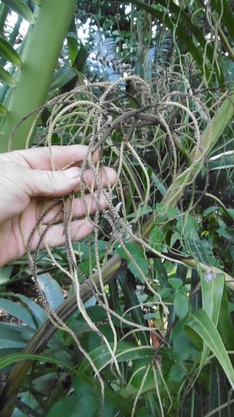 Prestoniana Explosion - DISCUSSING PALM TREES WORLDWIDE - PalmTalk