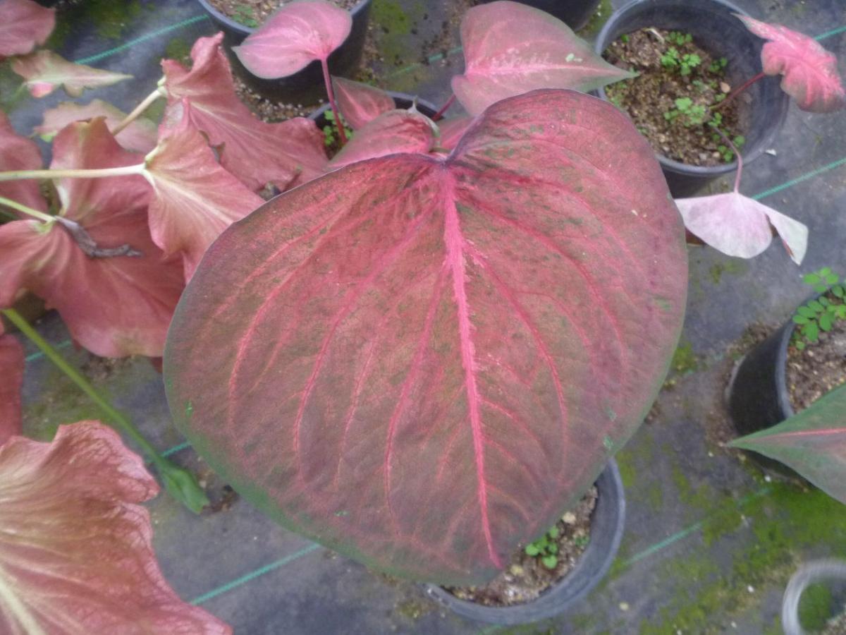 Next generation of Caladium hybrids down-under . - TROPICAL LOOKING ...