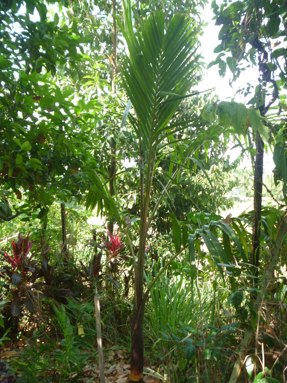 Pinanga batanensis. - DISCUSSING PALM TREES WORLDWIDE - PalmTalk