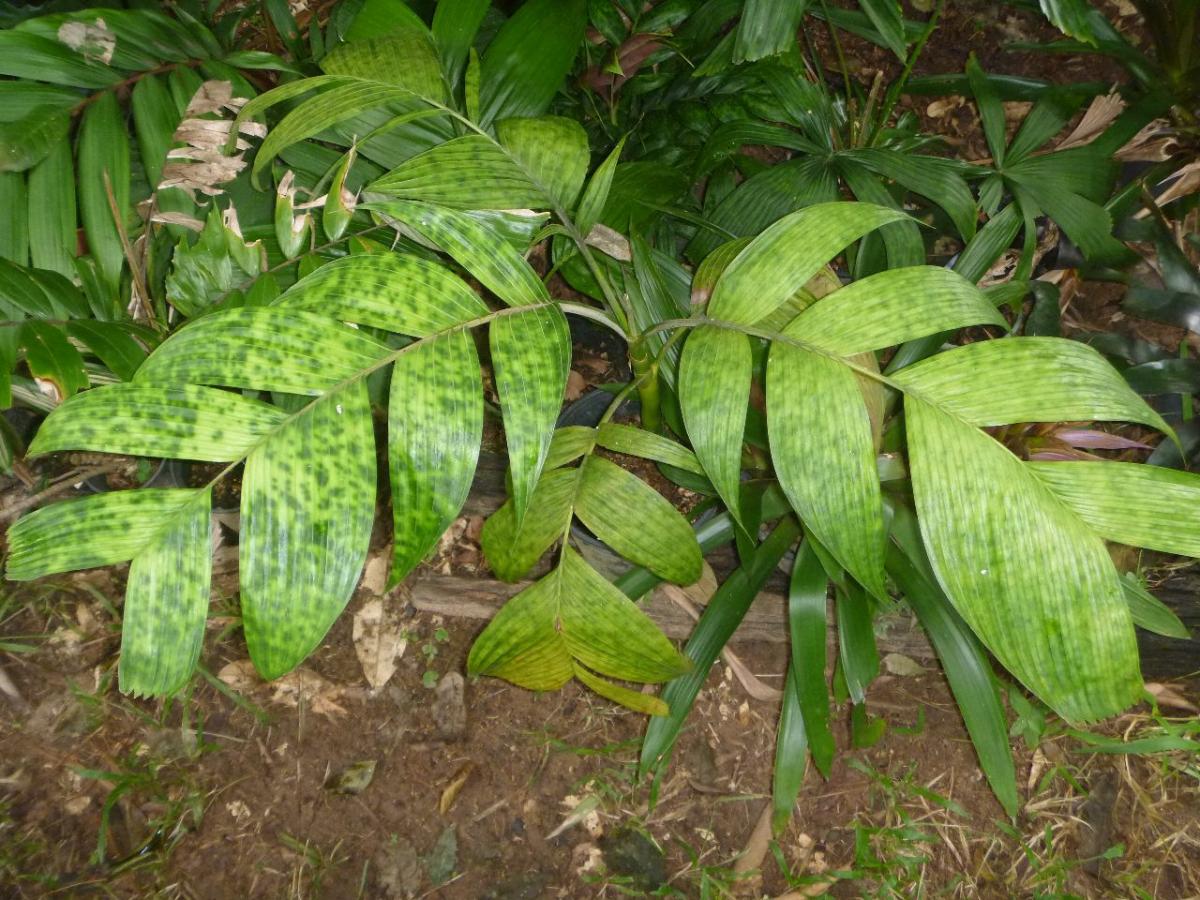 lets see your STILT ROOT PALMS............ - DISCUSSING PALM TREES ...