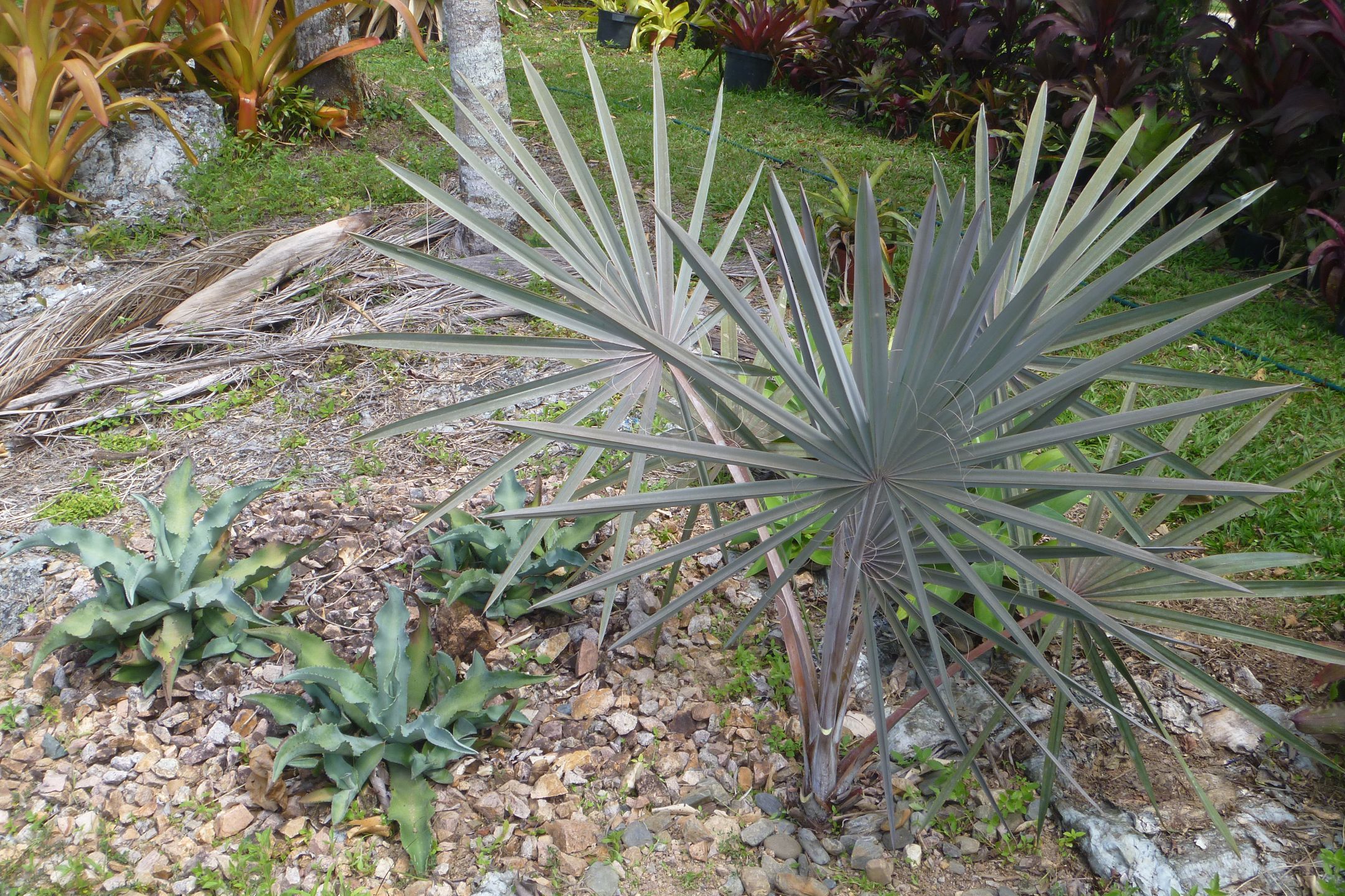 Agaves - TROPICAL LOOKING PLANTS - Other Than Palms - PalmTalk