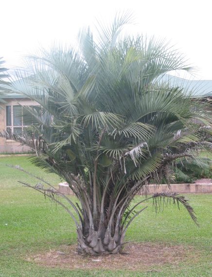 strange looking palm - DISCUSSING PALM TREES WORLDWIDE - PalmTalk