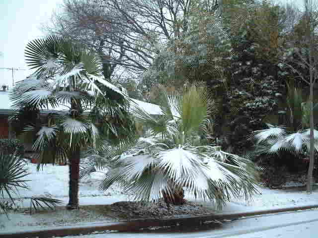 Palms and frozen precipatation - DISCUSSING PALM TREES WORLDWIDE - PalmTalk