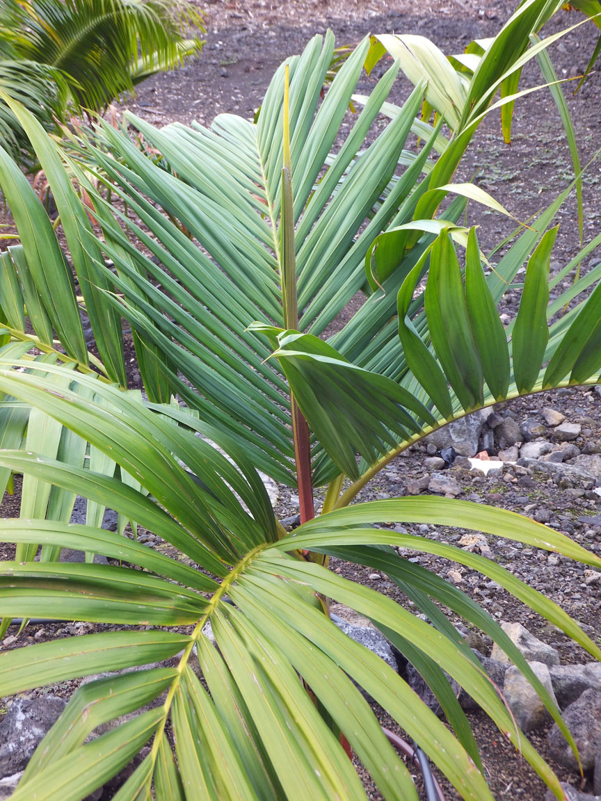 Loxococcus rupicola - DISCUSSING PALM TREES WORLDWIDE - PalmTalk