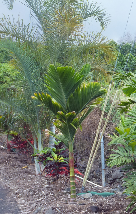 Areca macrocalyx - DISCUSSING PALM TREES WORLDWIDE - PalmTalk