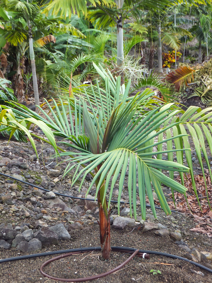 Loxococcus rupicola - DISCUSSING PALM TREES WORLDWIDE - PalmTalk