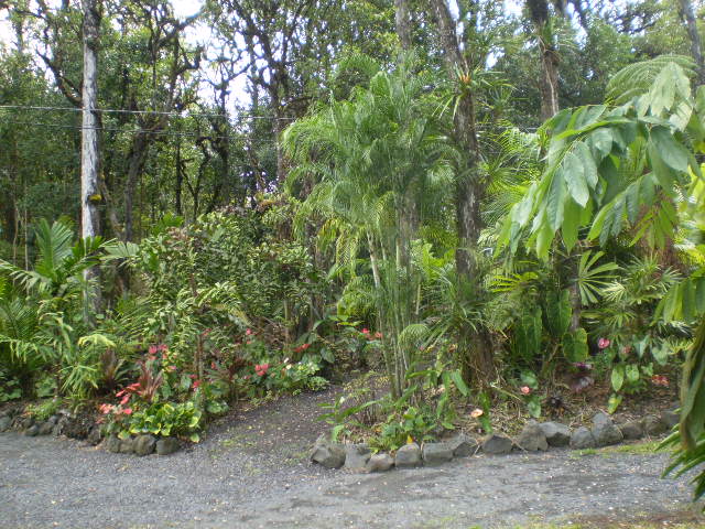 Walking our Leilani Garden - DISCUSSING PALM TREES WORLDWIDE - PalmTalk