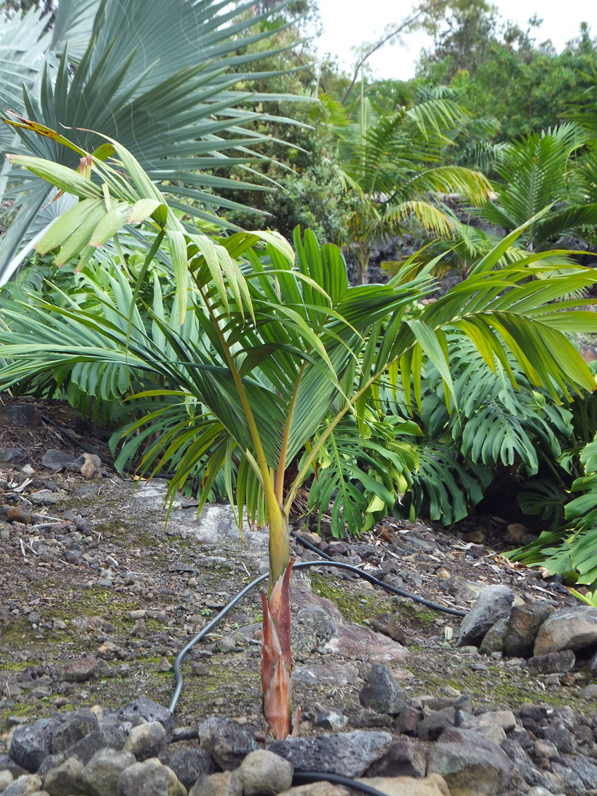 Loxococcus rupicola - DISCUSSING PALM TREES WORLDWIDE - PalmTalk