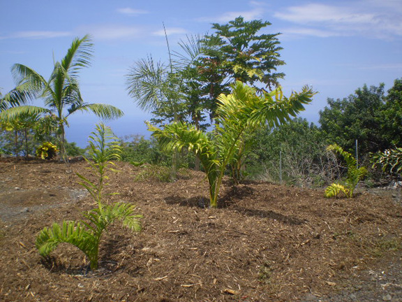 The base of the palm - DISCUSSING PALM TREES WORLDWIDE - PalmTalk