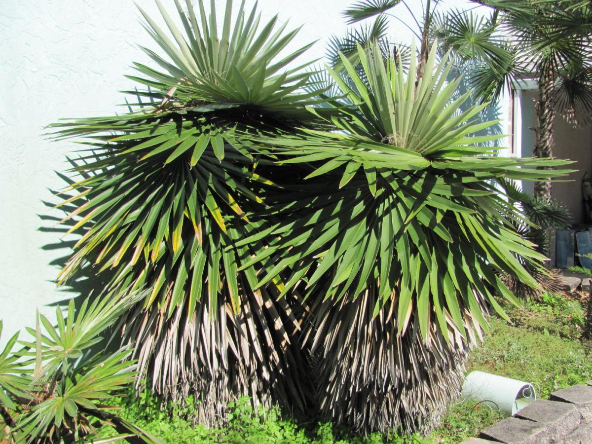 Coccothrinax borhidiana - For Sale - PalmTalk