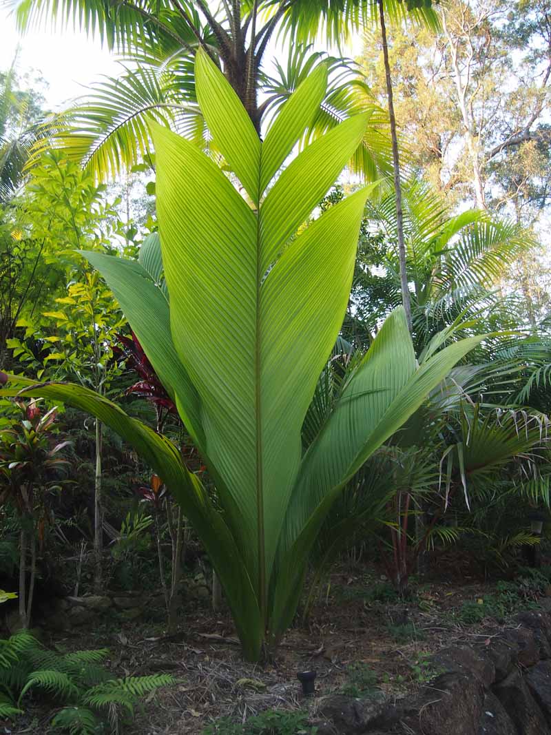 3 Gold Coast Gardens - DISCUSSING PALM TREES WORLDWIDE - PalmTalk