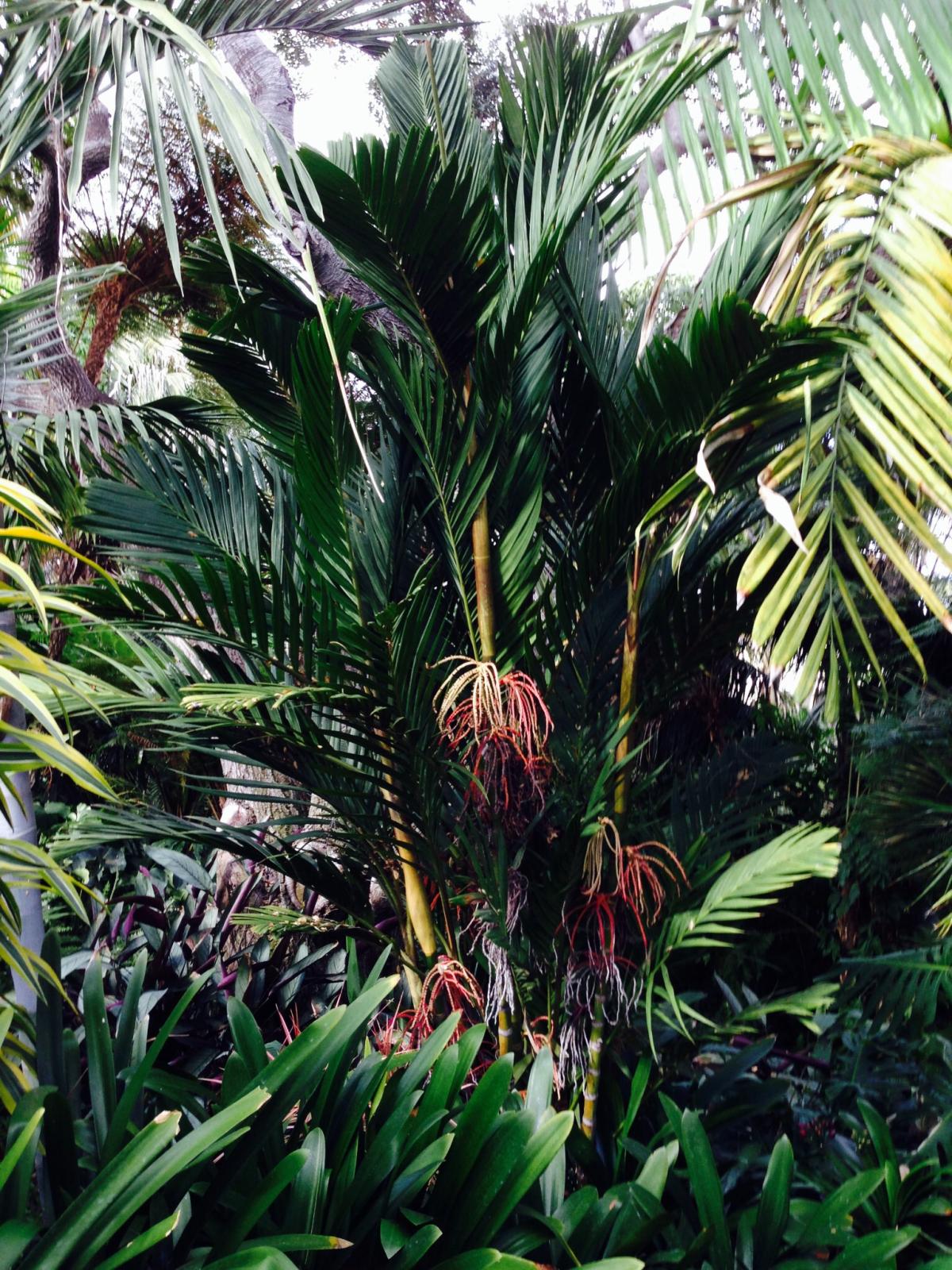 Pinanga coronata in the forest - DISCUSSING PALM TREES WORLDWIDE - PalmTalk
