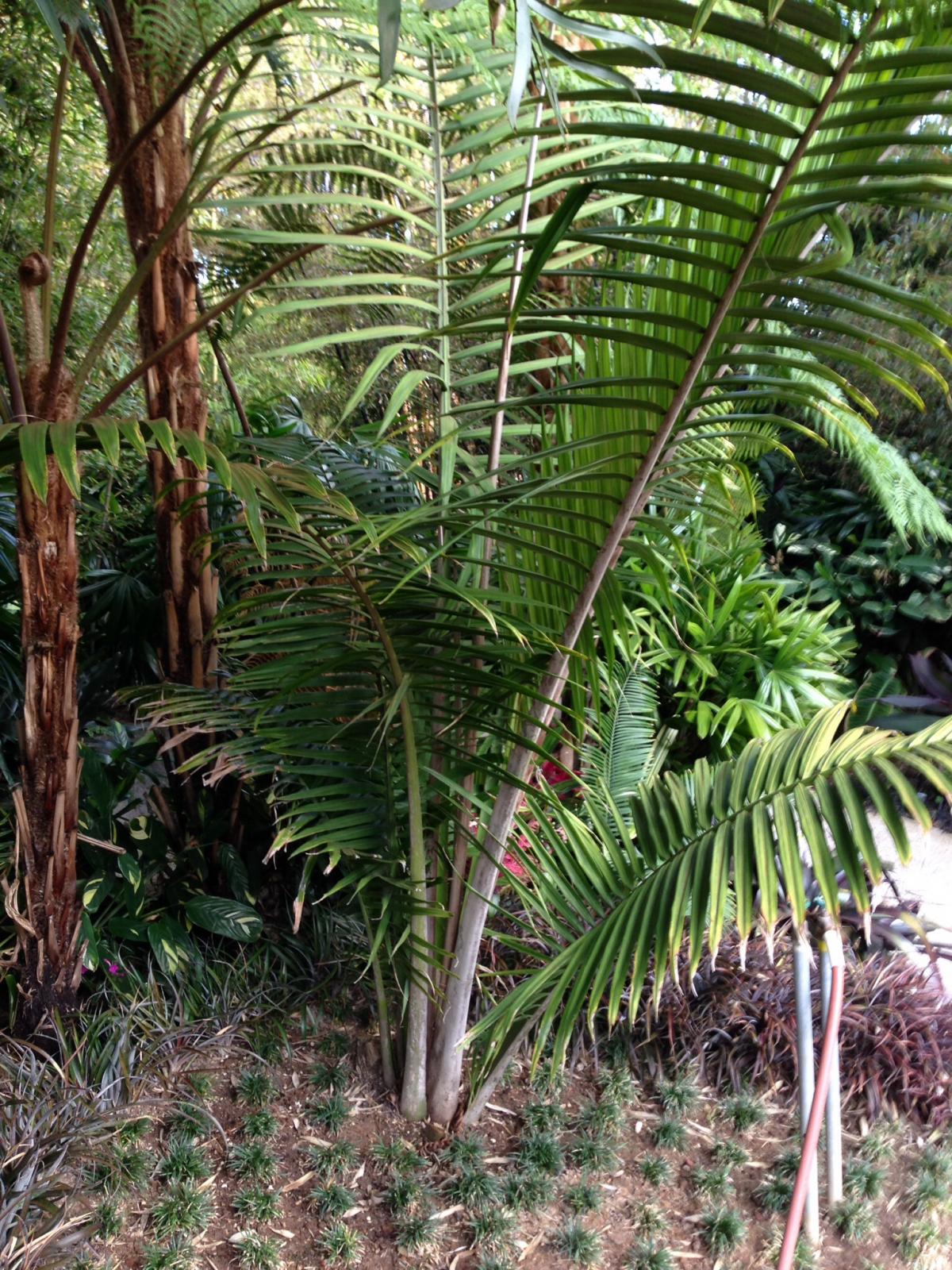 Ravanea in the forest - DISCUSSING PALM TREES WORLDWIDE - PalmTalk