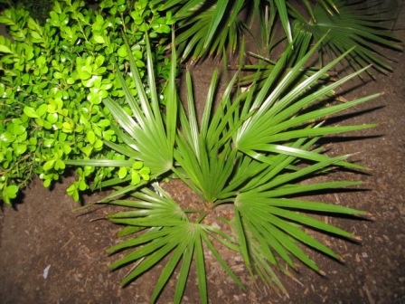 Brahea nitida - DISCUSSING PALM TREES WORLDWIDE - PalmTalk