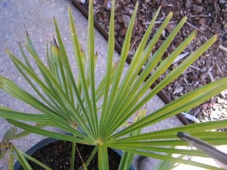 Trachycarpus sp? - DISCUSSING PALM TREES WORLDWIDE - PalmTalk