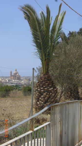 The magnificent Palms of Malta - DISCUSSING PALM TREES WORLDWIDE - PalmTalk