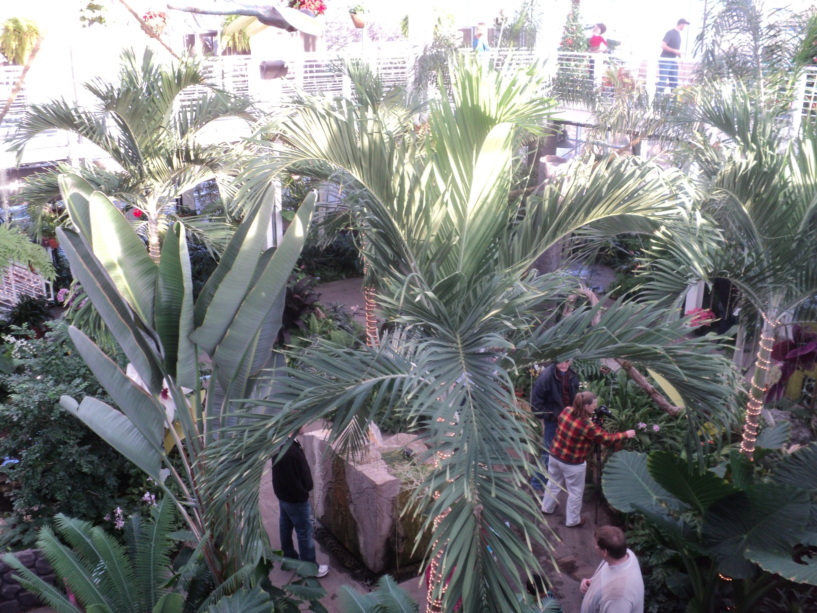 Palms in Indiana - DISCUSSING PALM TREES WORLDWIDE - PalmTalk