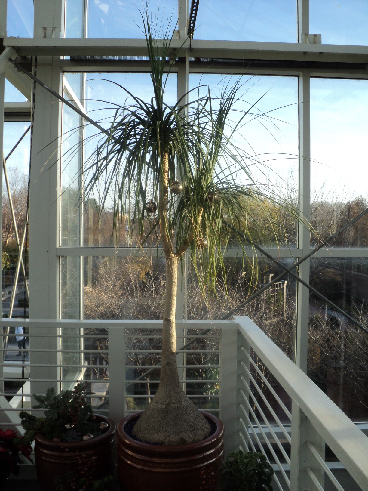 Palms in Indiana - DISCUSSING PALM TREES WORLDWIDE - PalmTalk