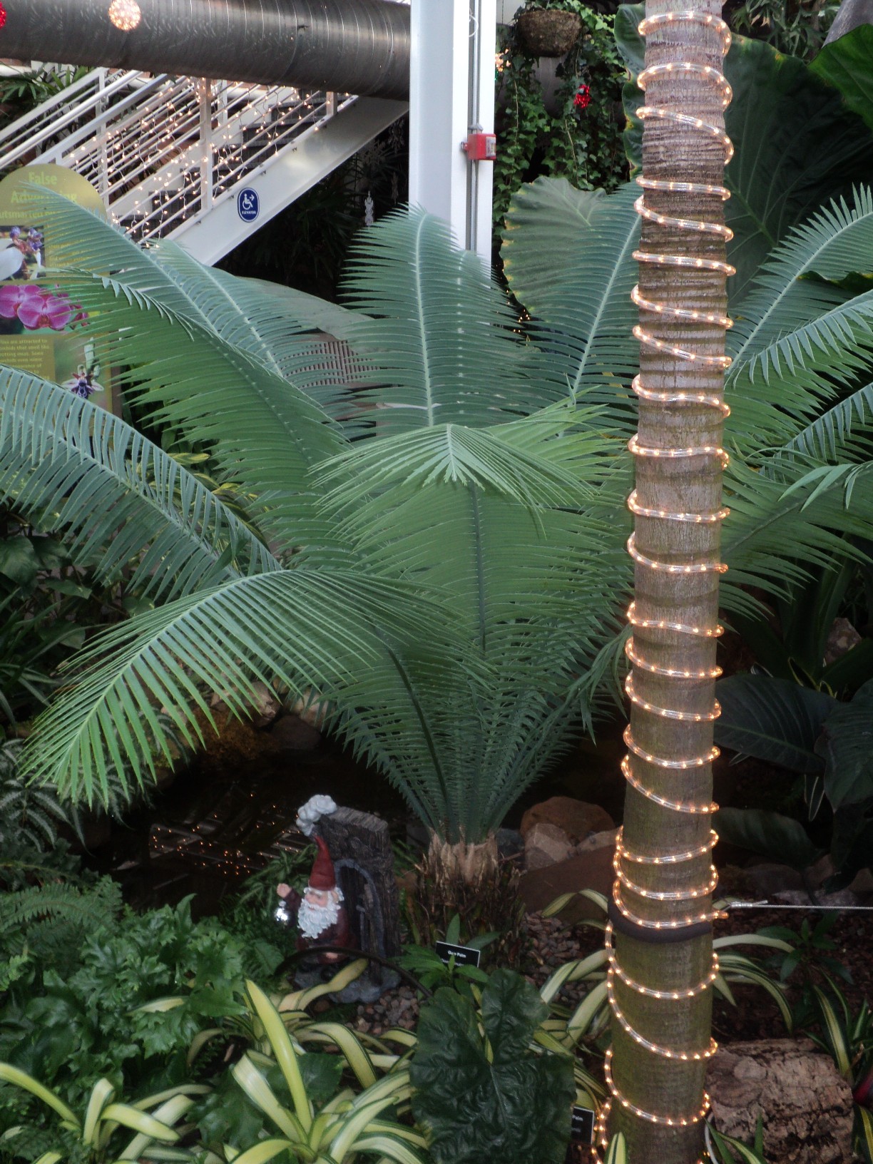 Palms in Indiana - DISCUSSING PALM TREES WORLDWIDE - PalmTalk