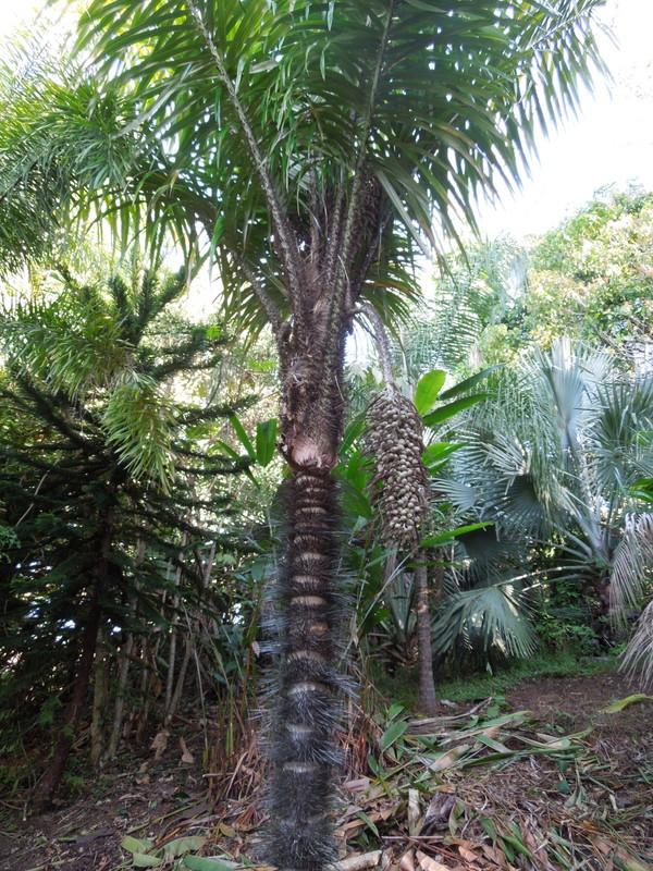 Astrocaryum murumuru - DISCUSSING PALM TREES WORLDWIDE - PalmTalk