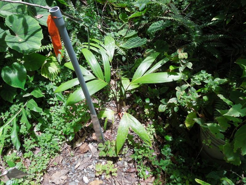 The Stunning Marcus Lemurophoenix - DISCUSSING PALM TREES WORLDWIDE ...