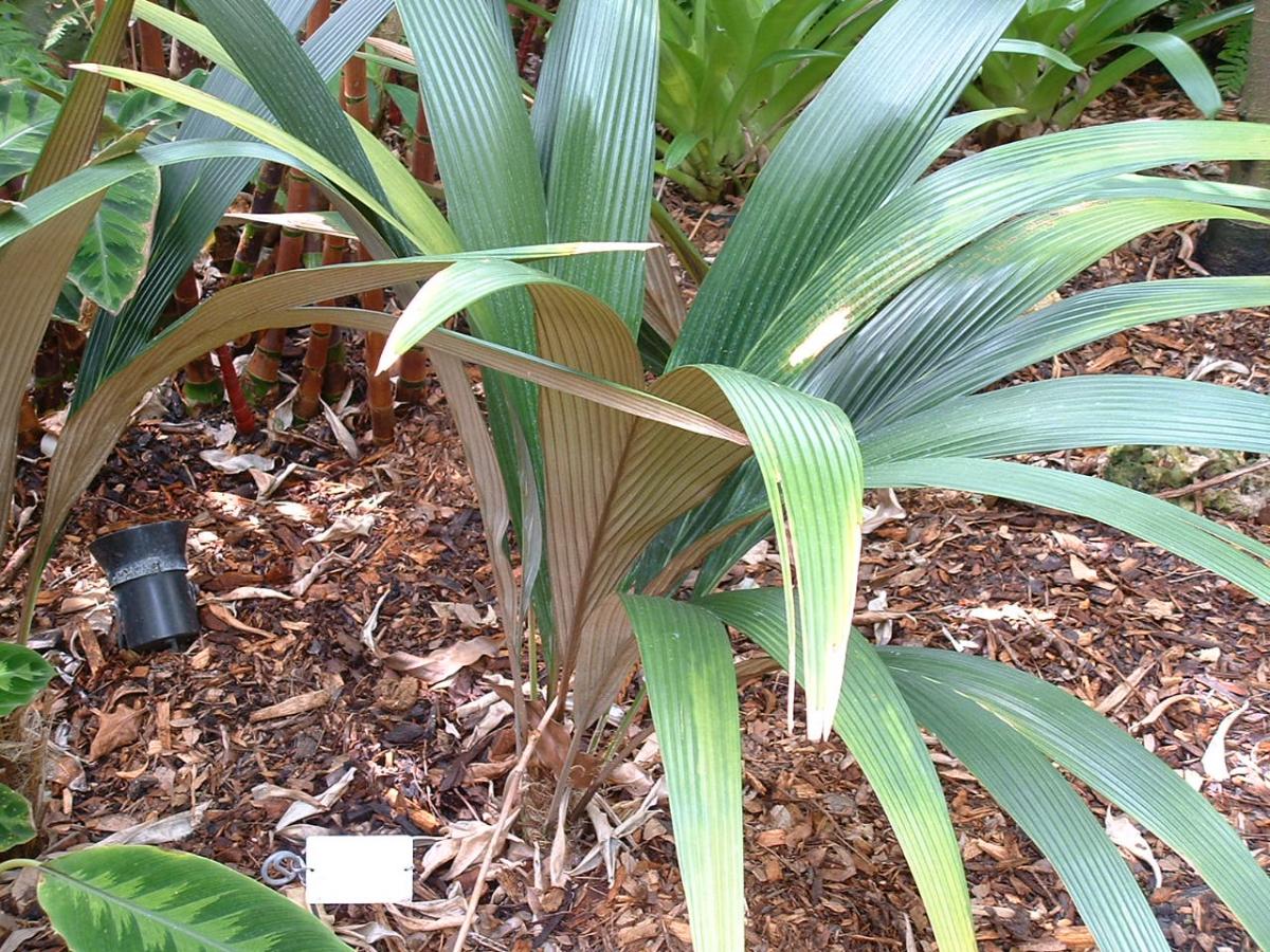 Sommieria, 2 species! - DISCUSSING PALM TREES WORLDWIDE - PalmTalk