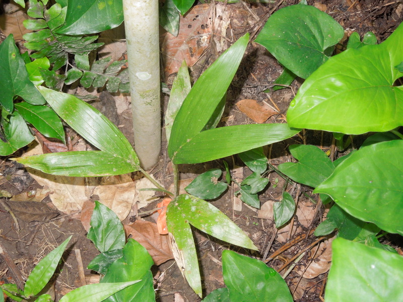 Balaka - DISCUSSING PALM TREES WORLDWIDE - PalmTalk