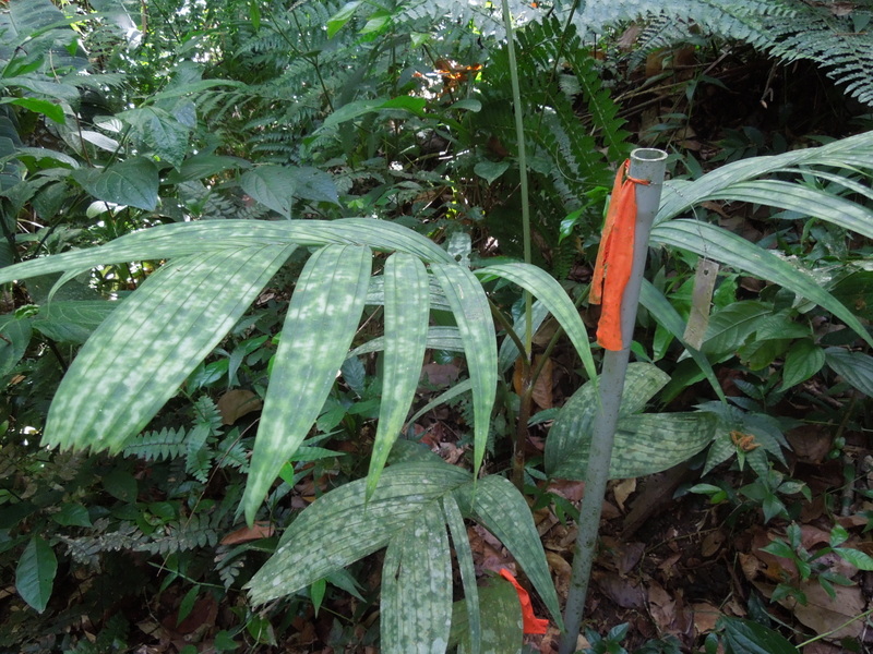 Pinanga disticha flowering - DISCUSSING PALM TREES WORLDWIDE - PalmTalk