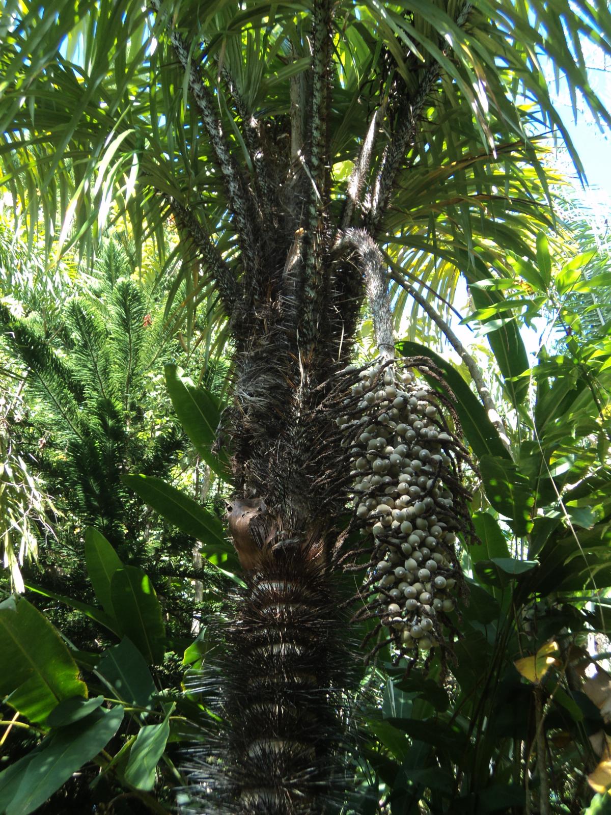 Astrocaryum murumuru - DISCUSSING PALM TREES WORLDWIDE - PalmTalk