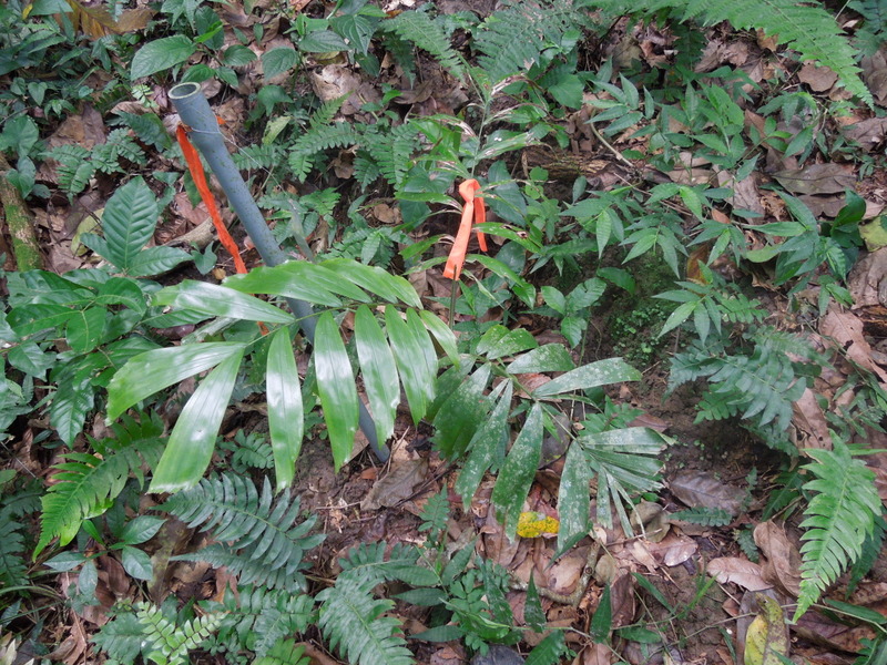 Balaka - DISCUSSING PALM TREES WORLDWIDE - PalmTalk