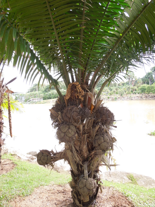 Phytelephas macrocarpa - DISCUSSING PALM TREES WORLDWIDE - PalmTalk