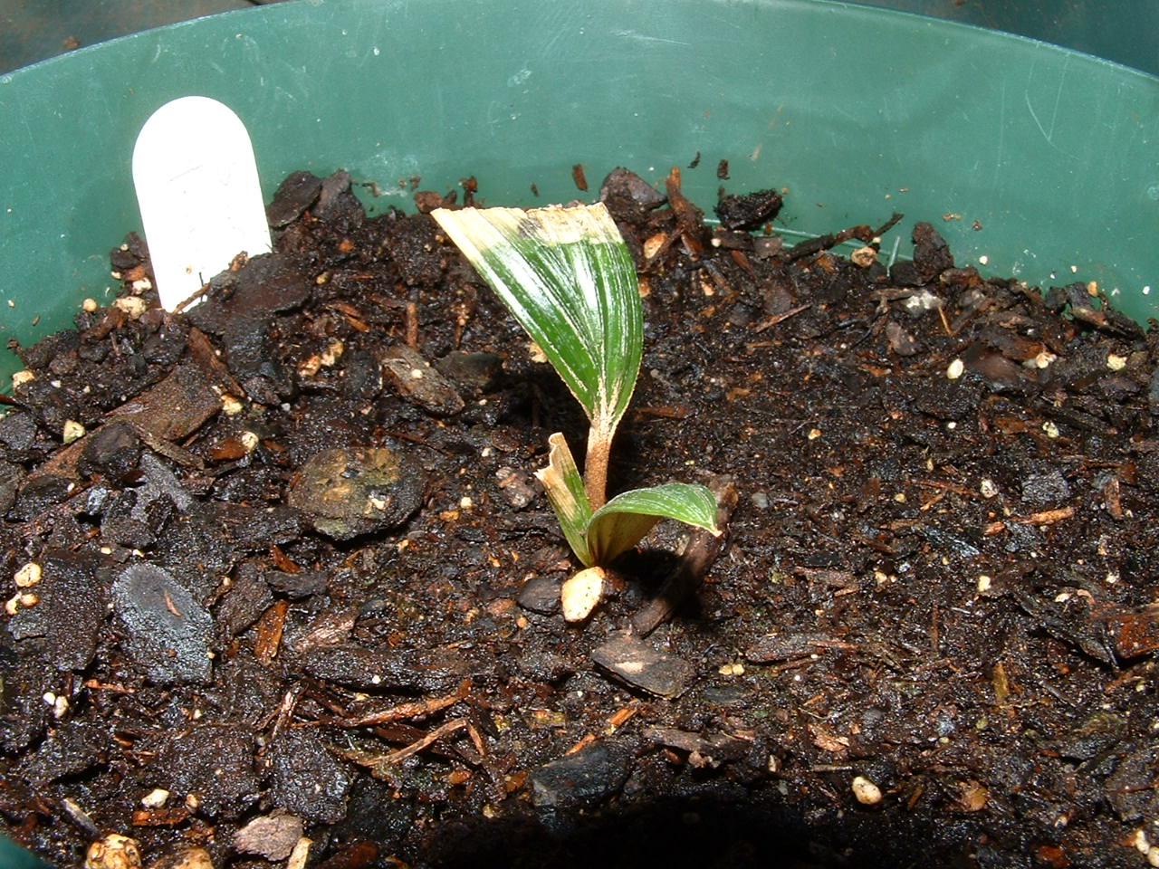 Sommieria leucophylla seedlings - DISCUSSING PALM TREES WORLDWIDE ...