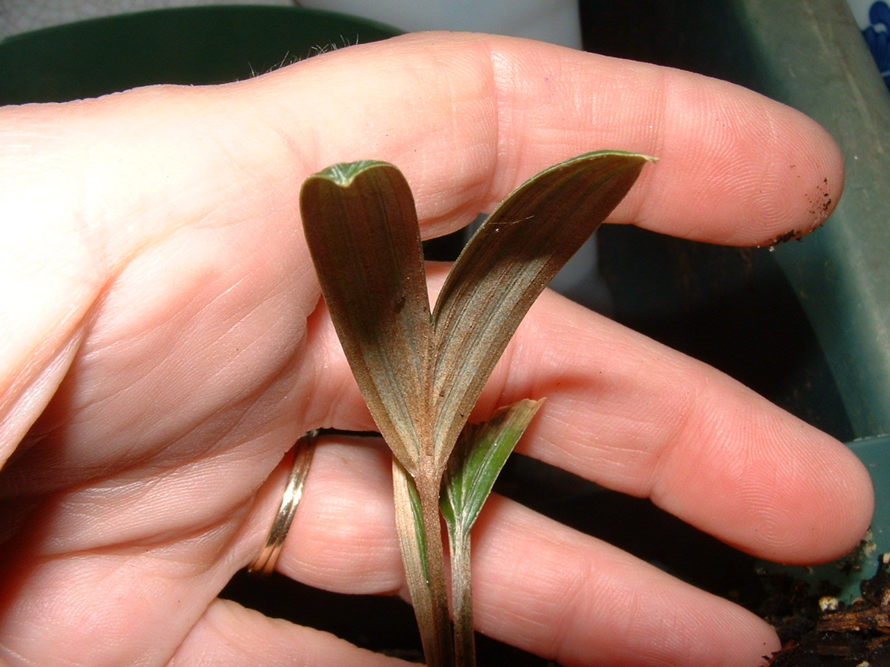 Sommieria leucophylla seedlings - DISCUSSING PALM TREES WORLDWIDE ...