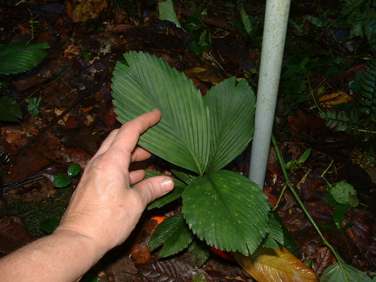 Potato chip palms - DISCUSSING PALM TREES WORLDWIDE - PalmTalk